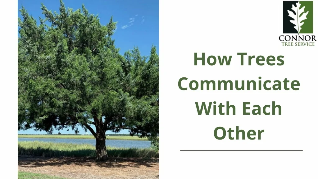 PPT - How Trees Communicate With Each Other PowerPoint Presentation ...