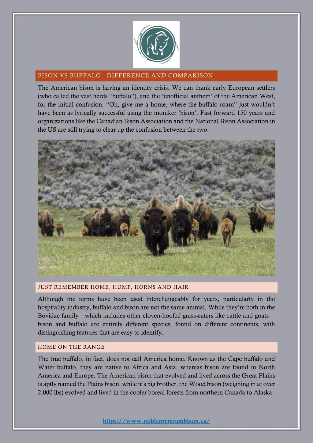 PPT - Bison vs Buffalo - Difference and Comparison PowerPoint ...