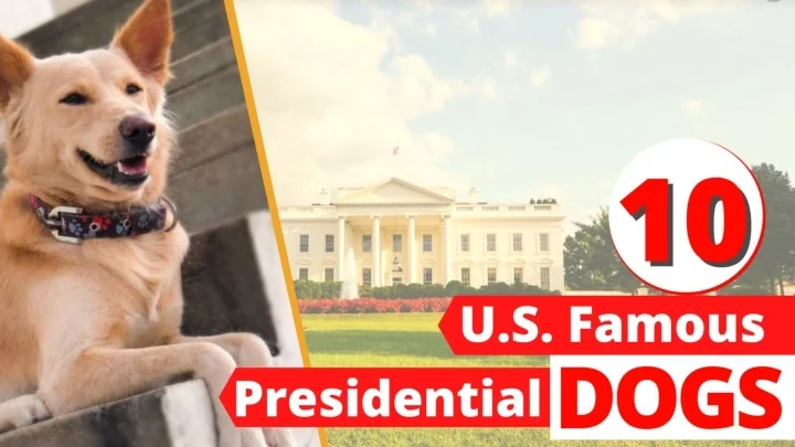 PPT - Top 10 U S Famous Presidential Dogs list In 2020 ! Dog Health ...