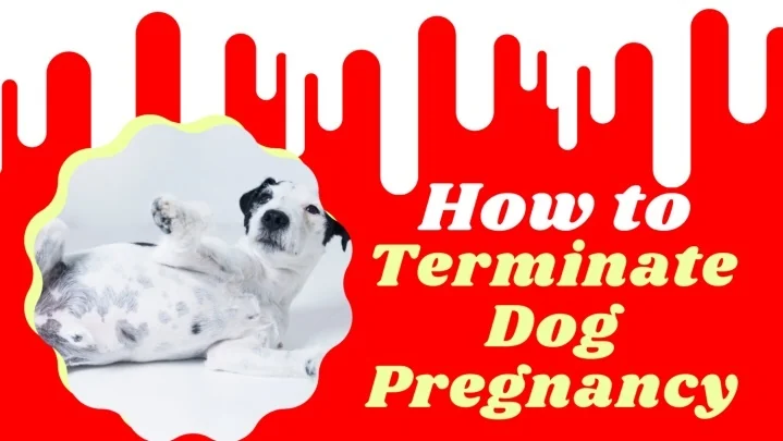 PPT - Abortion in Dogs - Symptoms, Causes, Diagnosis, Treatment And ...