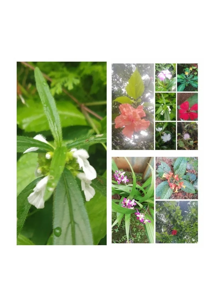 PPT - Sathmika Flowers PowerPoint Presentation, free download - ID:10788754