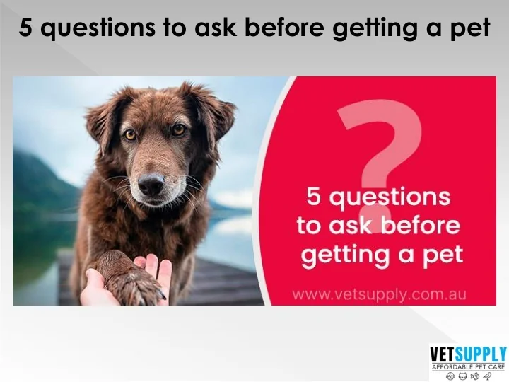 PPT - 5 Questions to Ask Before Getting a Pet | Pet Supply | Pet Care ...