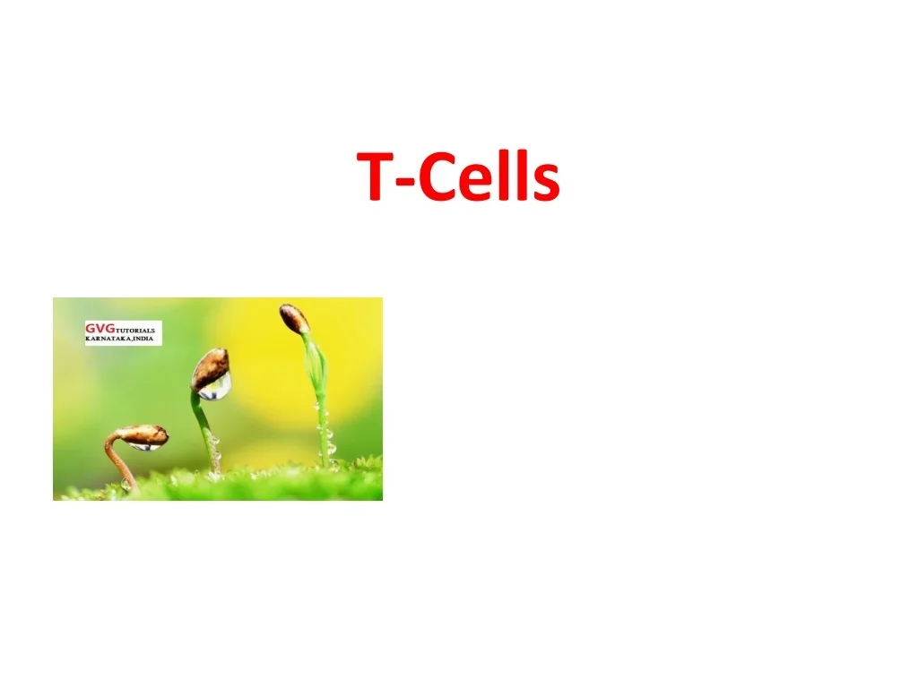 PPT - t-cells PowerPoint Presentation, free download - ID:10807838