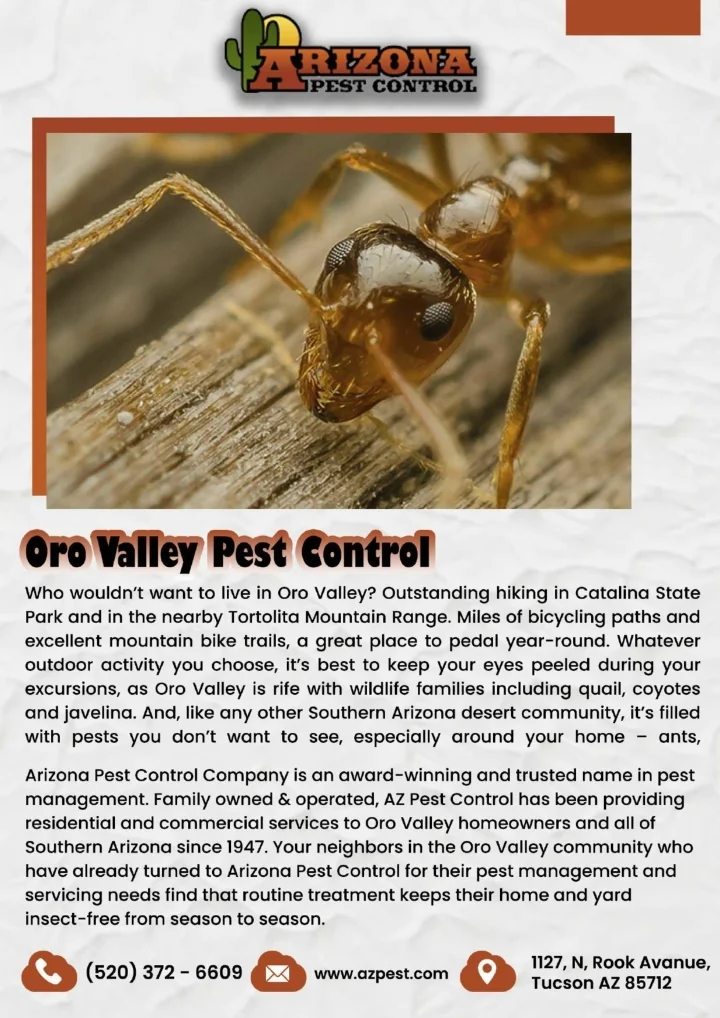 PPT - pack rat extermination Tucson | Pest Inspection Tucson PowerPoint ...