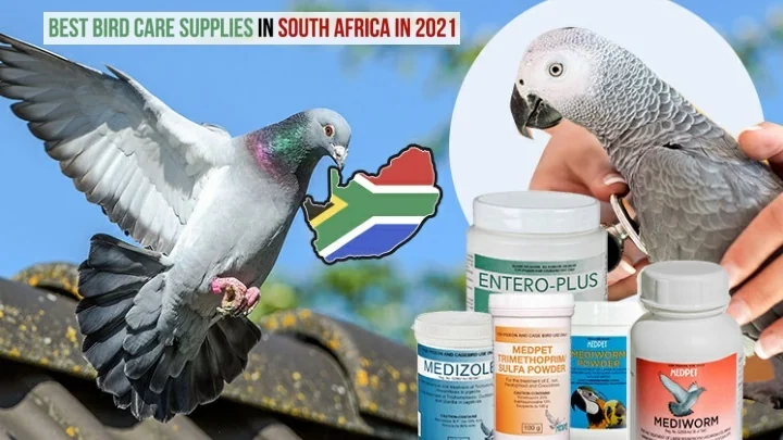 PPT - Best Bird Dewormer, Probiotics Supliment & Bacterial Infection ...