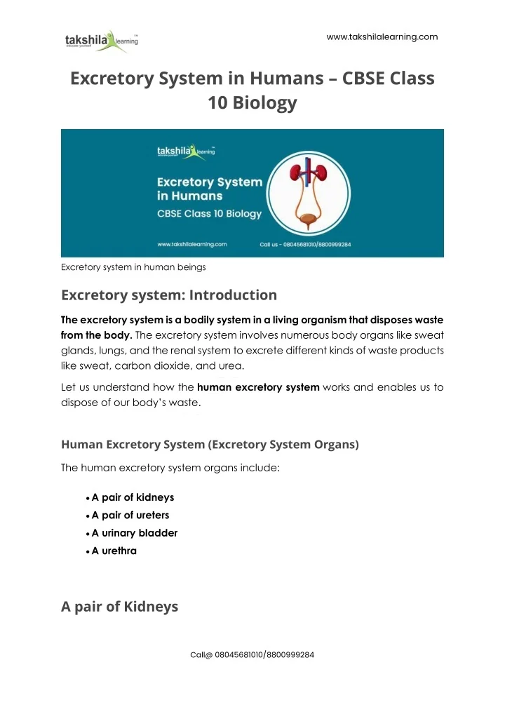PPT - Excretory System in Humans - CBSE Class 10 Biology PowerPoint ...