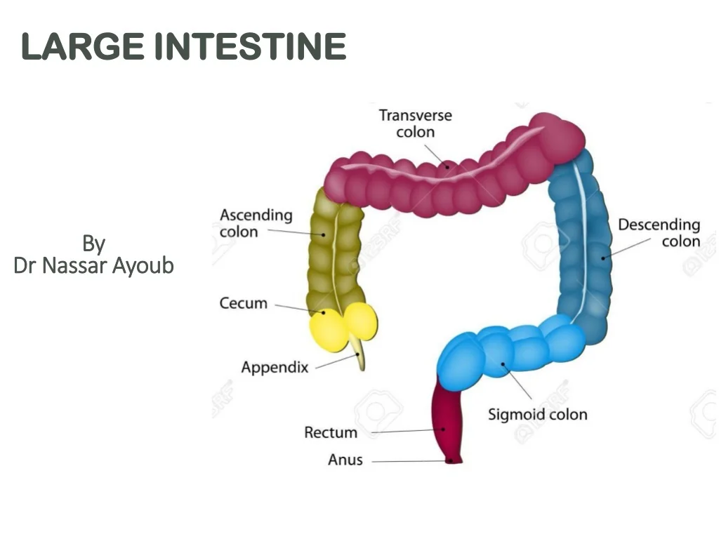PPT - Anatomy of the large intestine PowerPoint Presentation, free ...