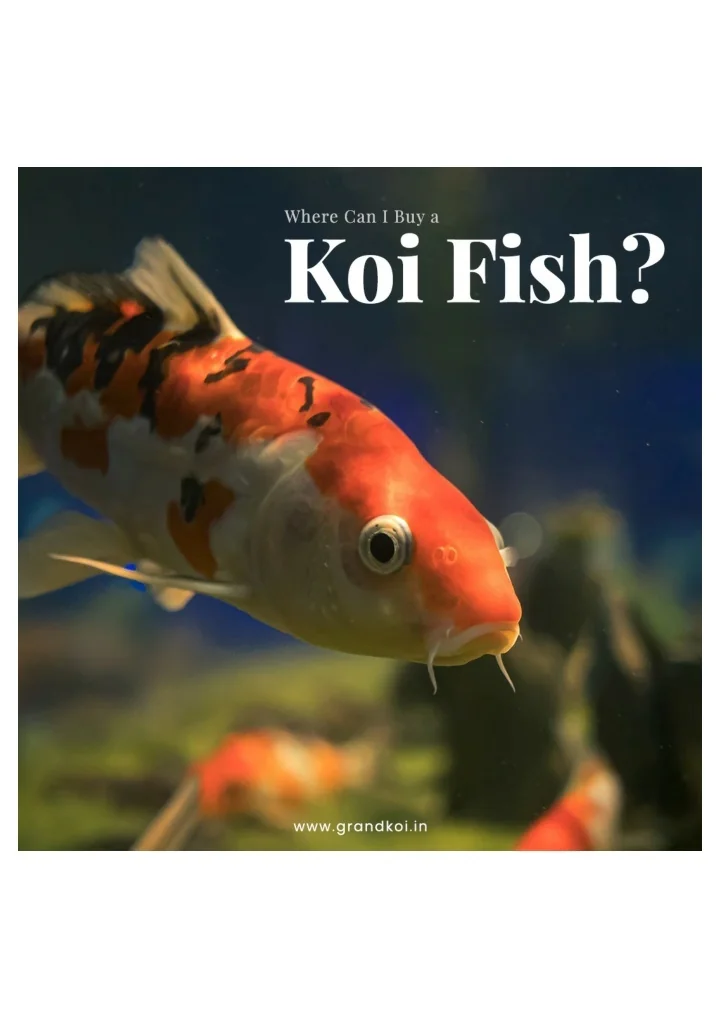 PPT - koi fish for sale - Grand Koi PowerPoint Presentation, free ...