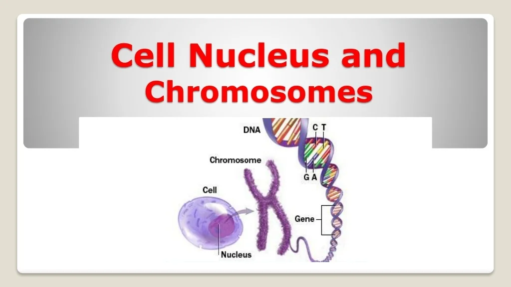 PPT - 9-cell nucleus and chromosomes PowerPoint Presentation, free ...