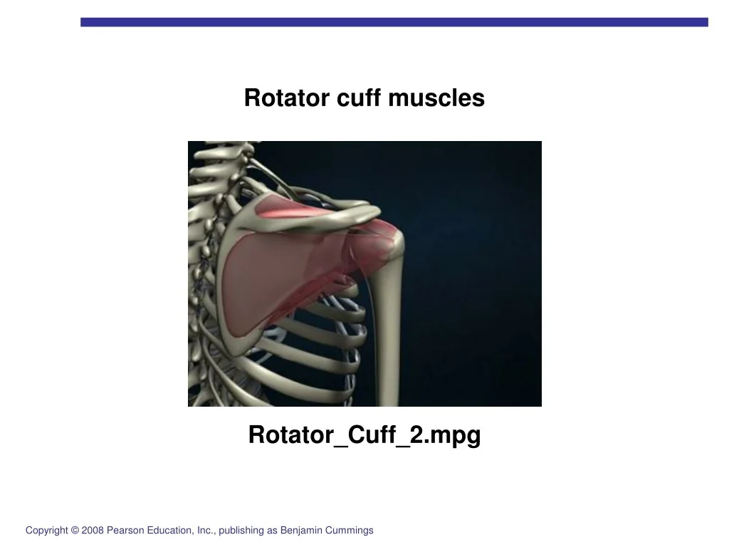 PPT - Rotator Cuff Muscles Quiz | Anatomy Test | Shoulder Muscle ...