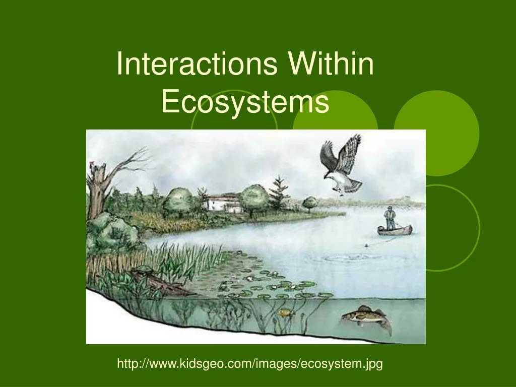 PPT - Interactions Within Ecosystems PowerPoint Presentation, free ...