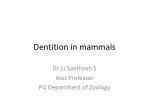 PPT - Human Dentition PowerPoint Presentation, free download - ID:6889119