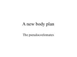 PPT - The Triploblastic , Acoelomate Body Plan PowerPoint Presentation ...
