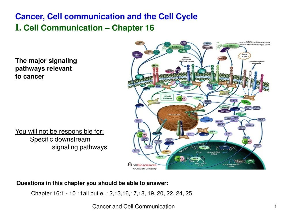 PPT - Cancer, Cell communication and the Cell Cycle I . Cell ...