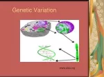 PPT - GENETIC VARIATION PowerPoint Presentation, free download - ID:2263050