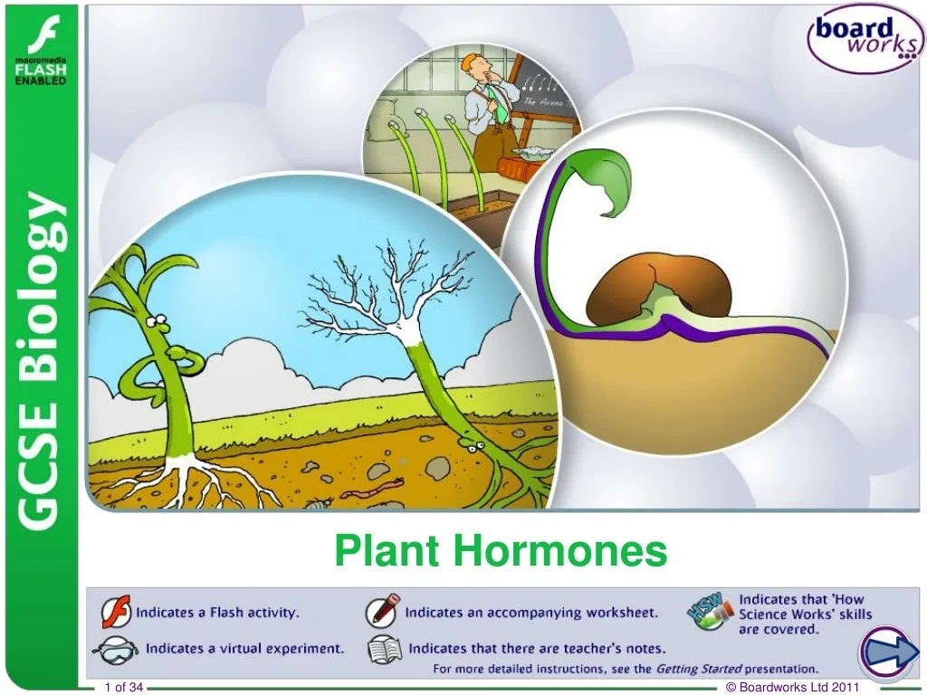 PPT - Plant Hormones PowerPoint Presentation, free download - ID:9293335