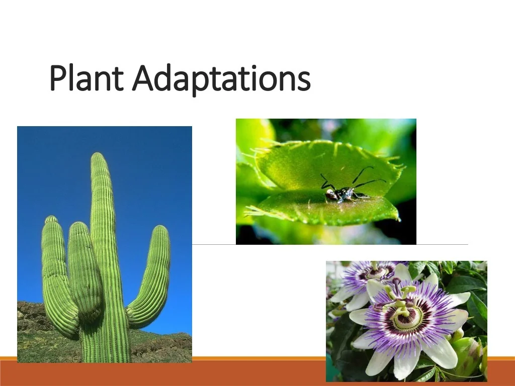 PPT - Plant Adaptations PowerPoint Presentation, free download - ID:9293541