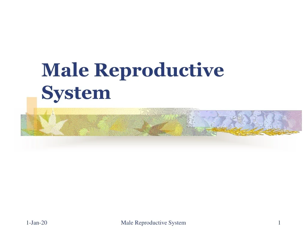 PPT - Male Reproductive System: Anatomy and Function PowerPoint ...