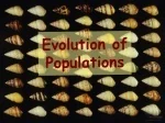 PPT - Evolution of Populations PowerPoint Presentation, free download ...