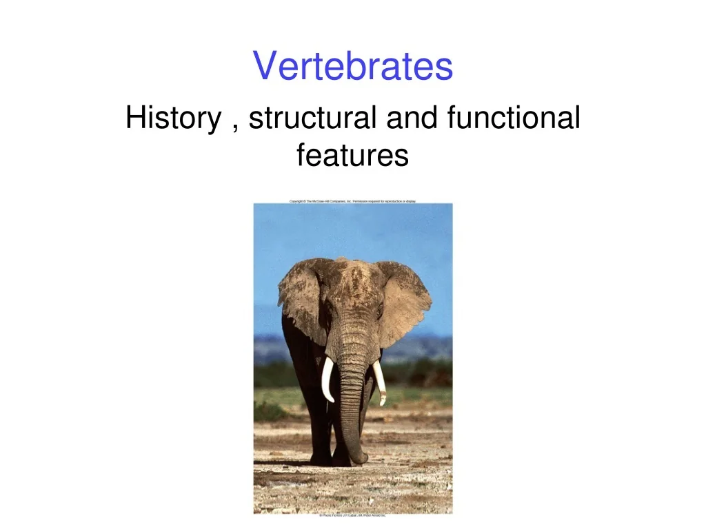 PPT - Vertebrates PowerPoint Presentation, free download - ID:9298119