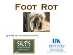 PPT - What causes Dry Rot and Wet Rot PowerPoint Presentation, free ...