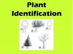 PPT - Plant Identification PowerPoint Presentation, free download - ID ...