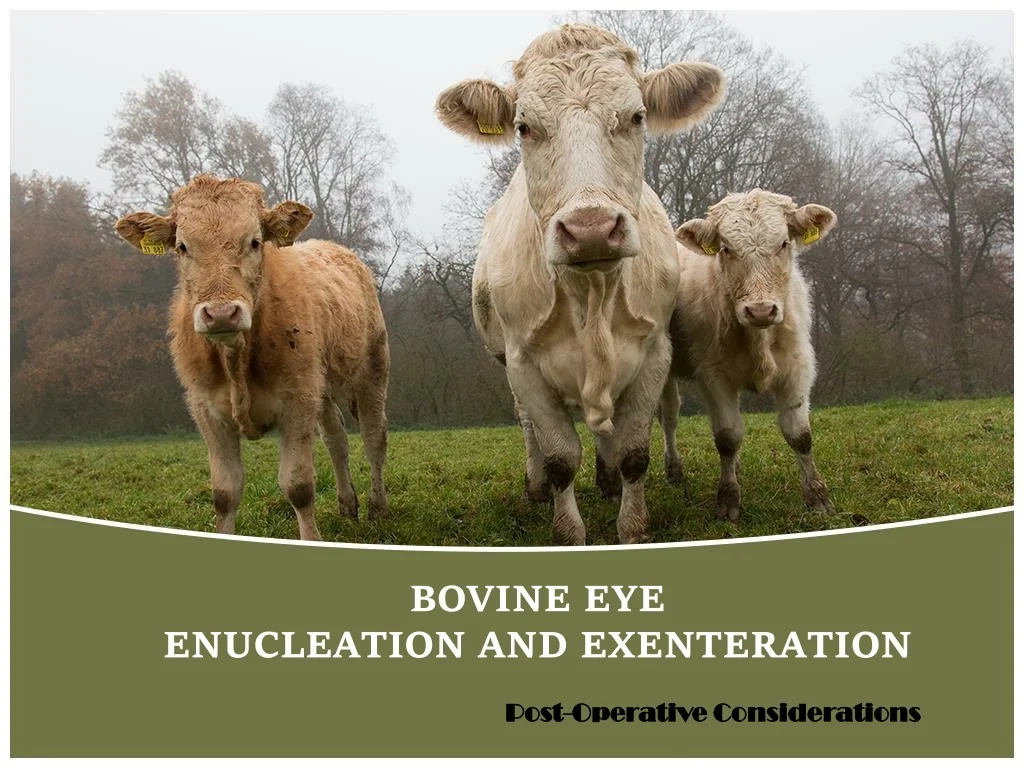 PPT - BOVINE EYE ENUCLEATION AND EXENTERATION PowerPoint Presentation ...
