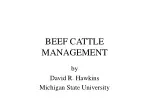 PPT - Beef Cattle Production PowerPoint Presentation, free download ...