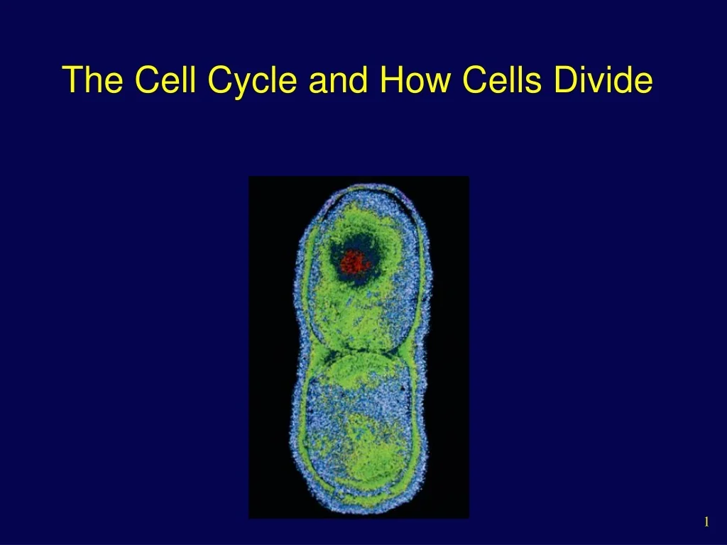 PPT - The Cell Cycle and How Cells Divide PowerPoint Presentation, free ...
