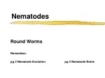 PPT - Nematodes PowerPoint Presentation, free download - ID:6486309