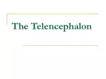 PPT - TELENCEPHALON PowerPoint Presentation, free download - ID:6008888