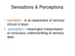 PPT - Les sensations PowerPoint Presentation, free download - ID:2354289