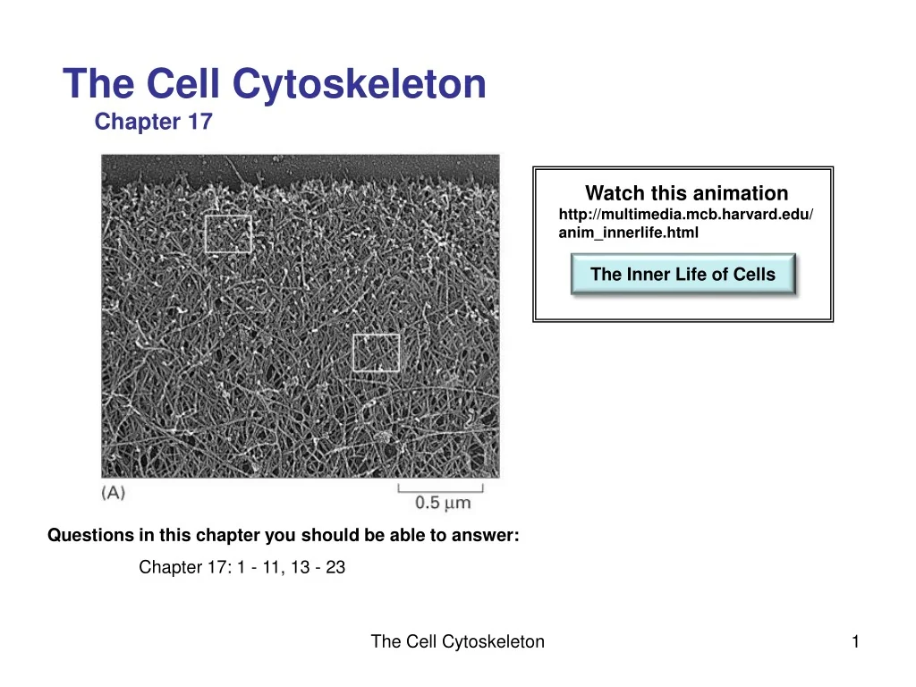 PPT - The Cell Cytoskeleton: Structure and Functions PowerPoint ...