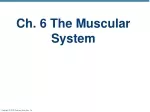 PPT - Chapter 6 The Muscular System PowerPoint Presentation, free ...