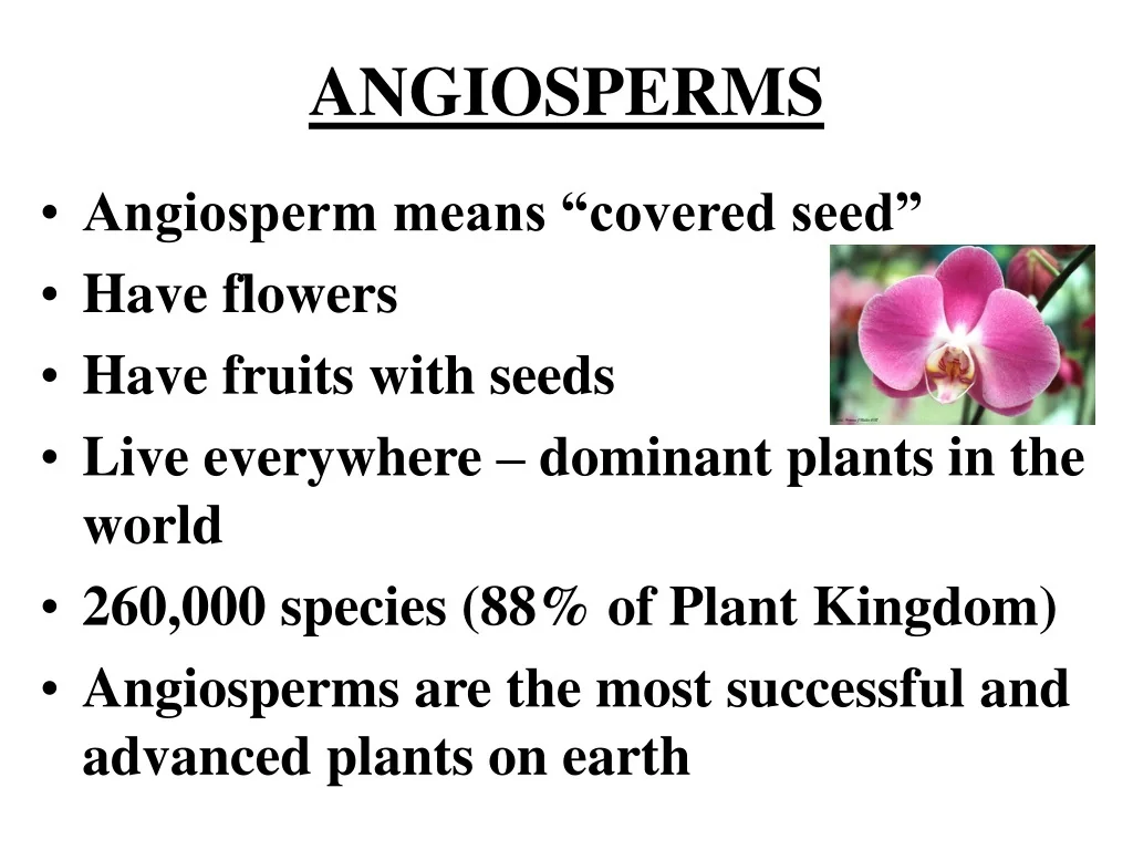 PPT - ANGIOSPERMS PowerPoint Presentation, free download - ID:9311211