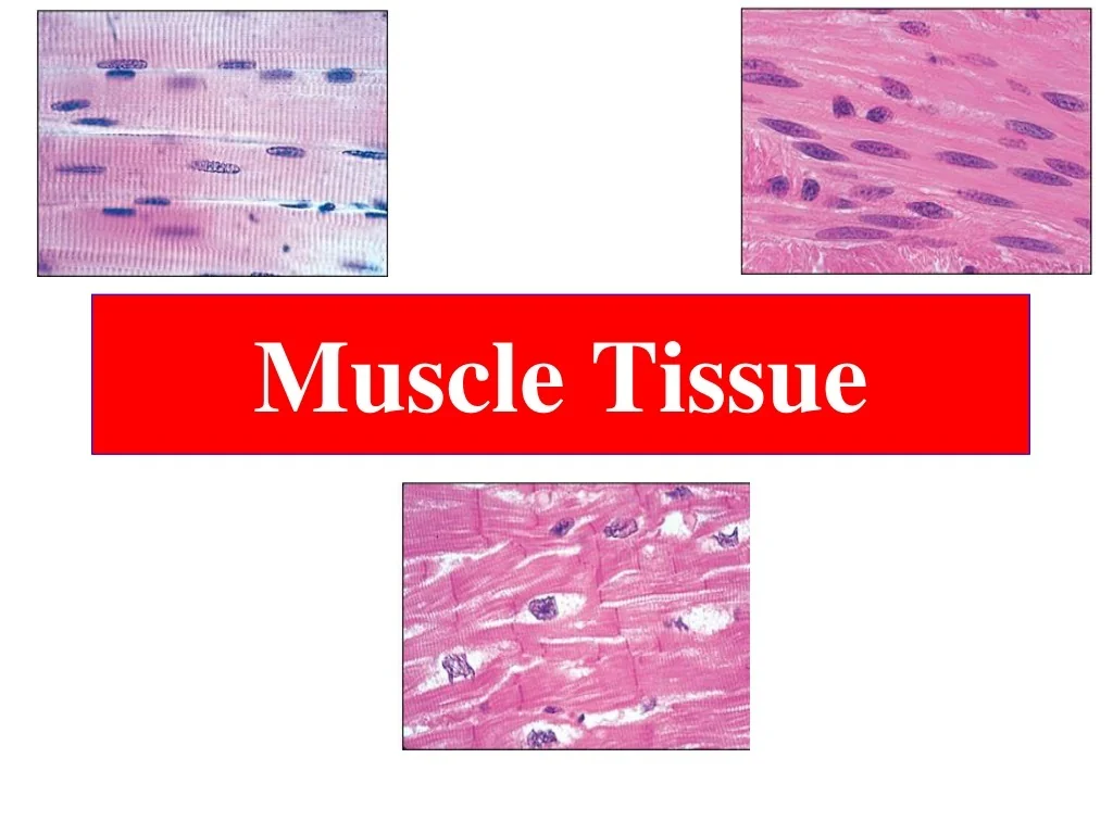 PPT - Muscle Tissue PowerPoint Presentation, free download - ID:9314086