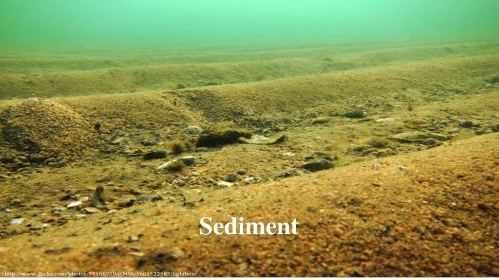PPT - Ocean Sediment Diversity and Formation Processes PowerPoint ...
