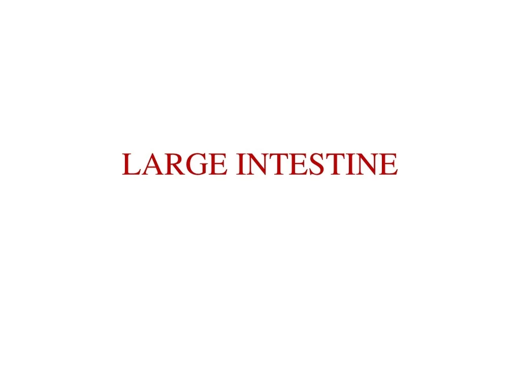 PPT - Anatomy and Histology of the Large Intestine & Appendix ...