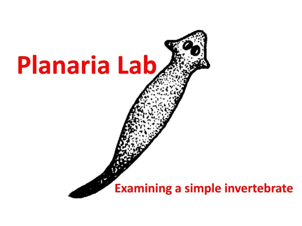 PPT - Exploring Planaria: Characteristics and Experiments PowerPoint ...