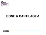 PPT - CARTILAGE AND BONE PowerPoint Presentation, free download - ID:1492353