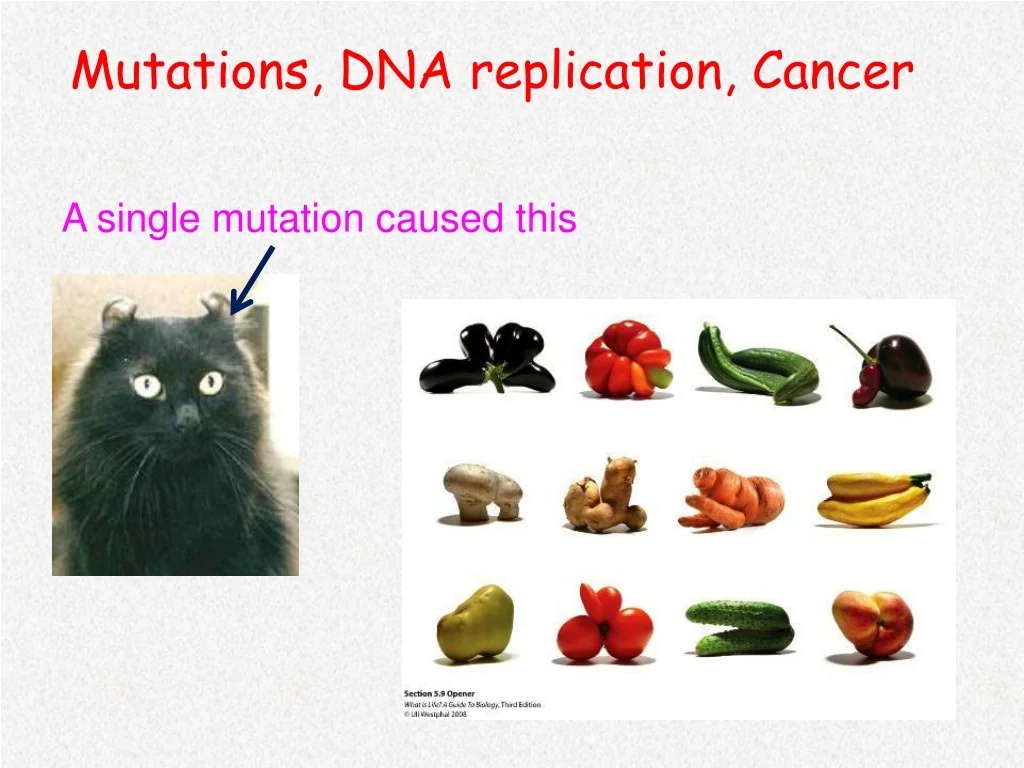 PPT - Mutations, DNA replication, Cancer PowerPoint Presentation, free ...