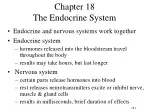 PPT - Chapter 18 The Endocrine System PowerPoint Presentation, free ...