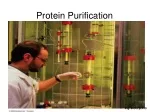PPT - Chapter Five Protein Purification and Characterization Techniques ...