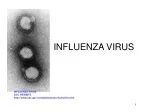 PPT - Influenza A Virus Structure PowerPoint Presentation, free ...