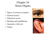 PPT - The Sense Organs PowerPoint Presentation, free download - ID:9221709