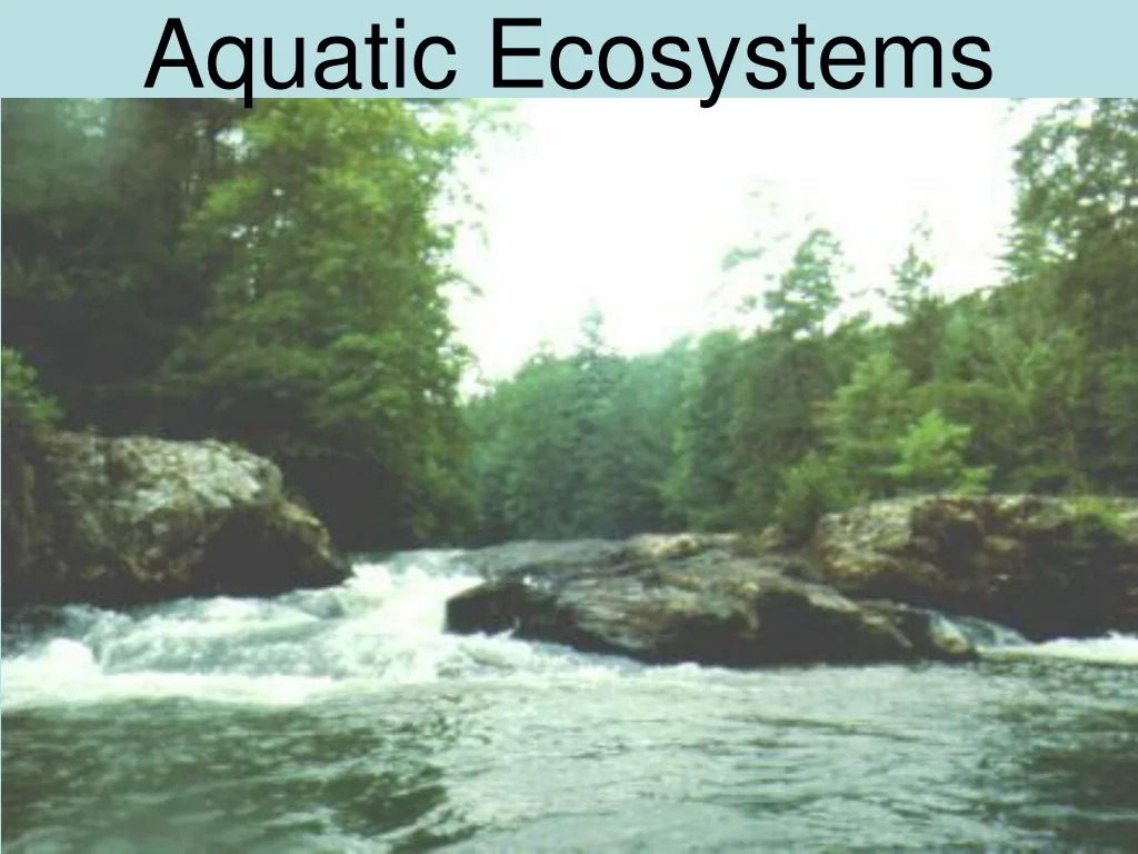 PPT - Aquatic Ecosystems PowerPoint Presentation, free download - ID ...