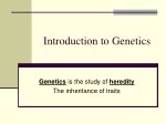 PPT - Introduction to Genetics PowerPoint Presentation, free download ...