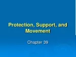 PPT - Human Biology Chapter 20 Support and Movement PowerPoint ...