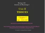 PPT - Unit II TISSUES PowerPoint Presentation, free download - ID:50145