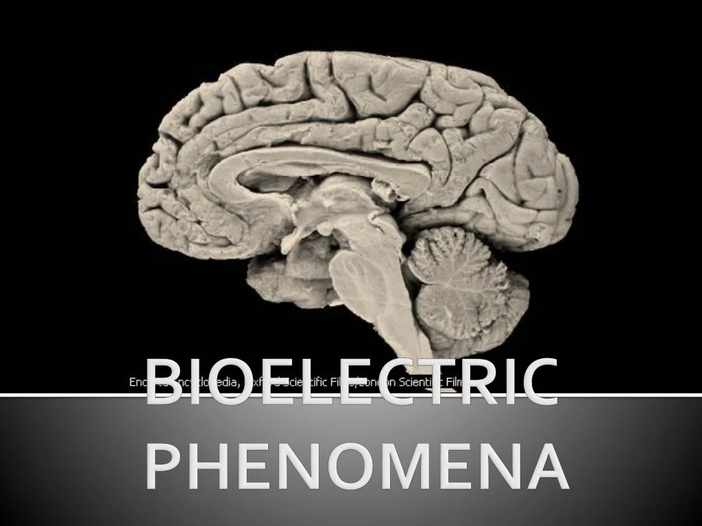PPT - Bioelectric Phenomena: Nervous System & Neuron Models PowerPoint ...